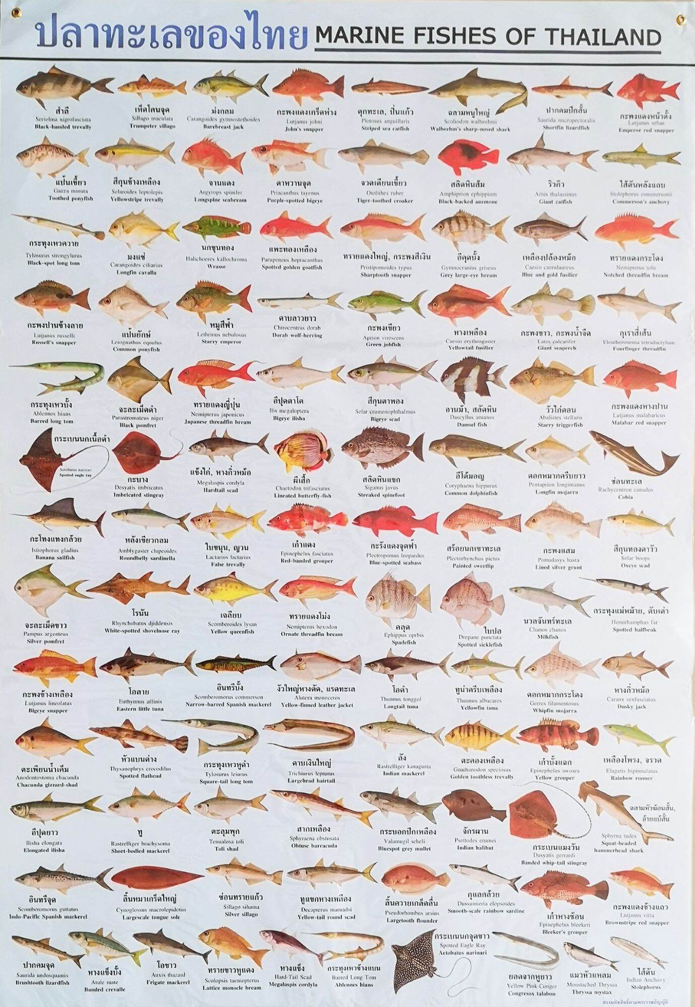 โปสเตอร์ ปลาทะเลของไทย สีฟ้า Poster The Fish of Thailand Blue Color ...