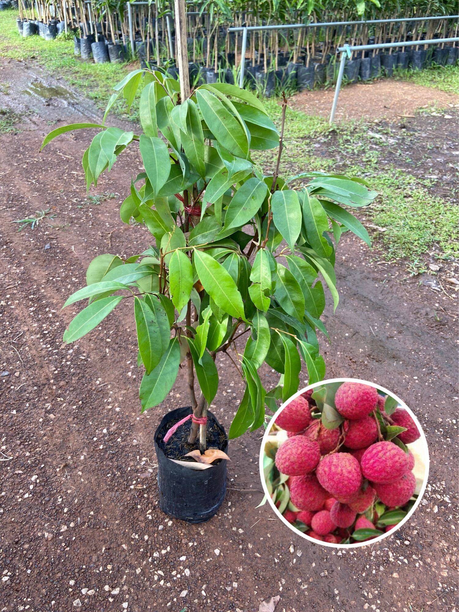 ลิ้นจี่จักรพรรดิพันธุ์เตี้ย ตอนกิ่ง 8เดือน-1ปี ติดผล ต้นแข็งแรงพร้อมส่ง ...