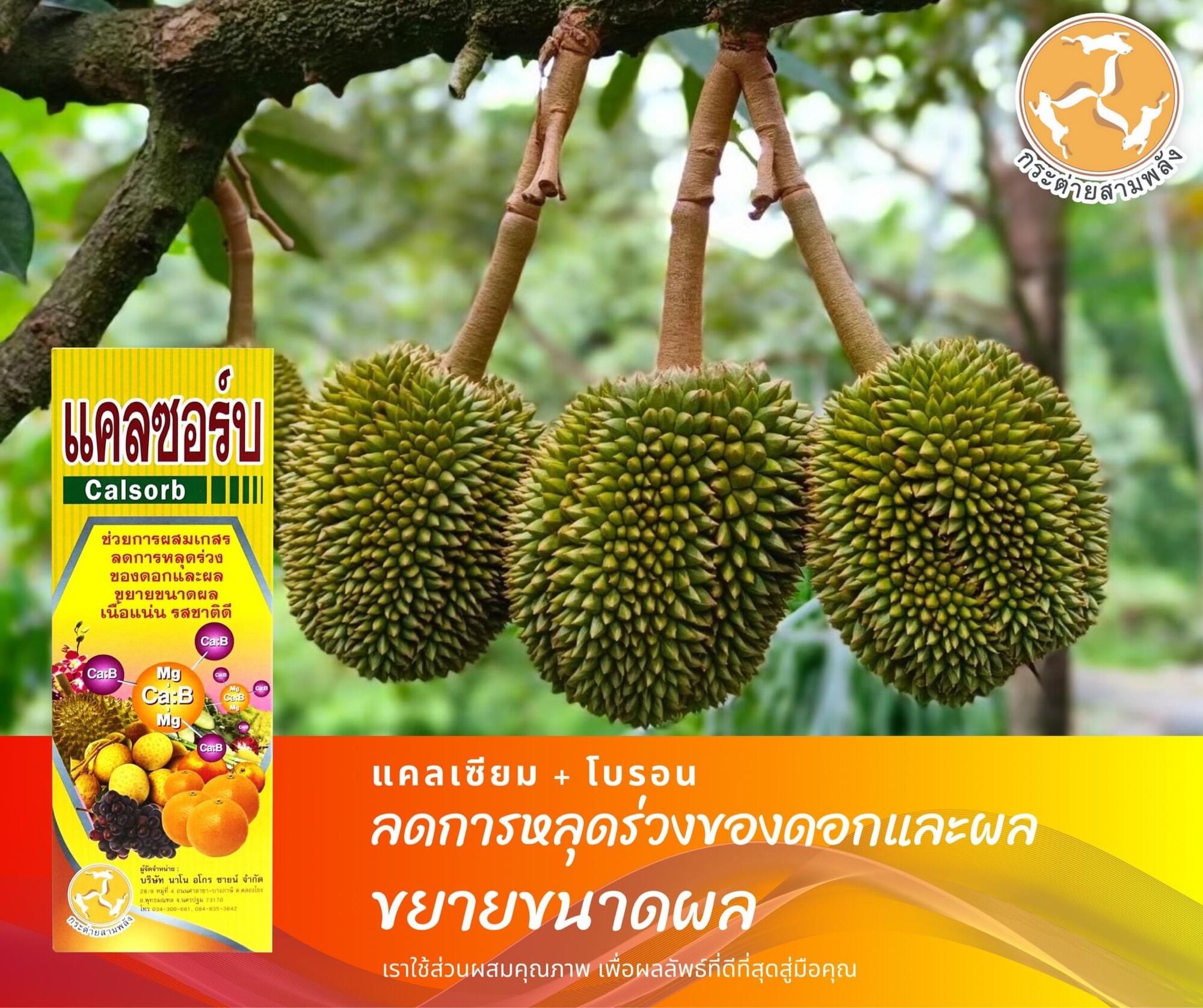 แคลซอร์บ(calsorb) | Lazada.co.th