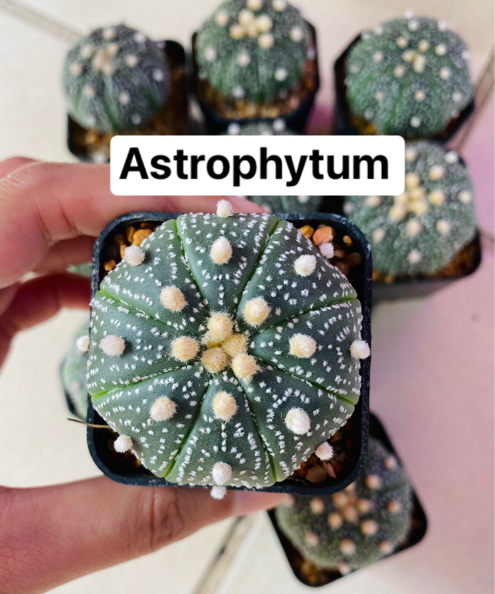 Astrophytum แอสโตรแคคตัส ???? 4-5 ซม. - Small Tree (ST) - ThaiPick