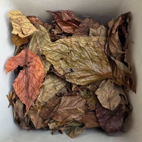 Banisteriopsis Caapi Leaf | Lazada.co.th