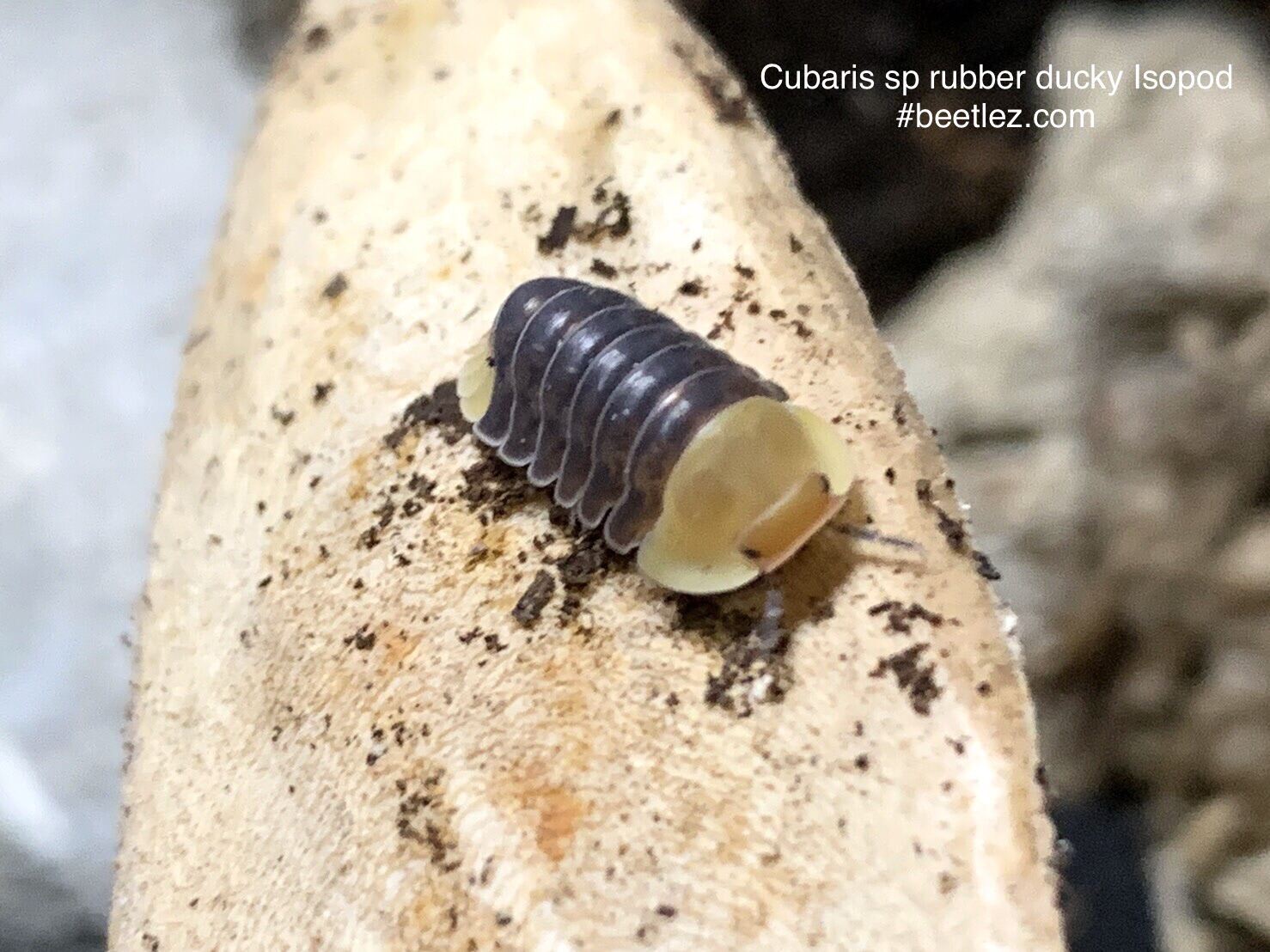 แคลเซียม Isopod แบบชิ้น แคลเซี่ยมสำหรับแมลง ไอโซพอท ช่วยเสริมแคลเซี่ยม ...