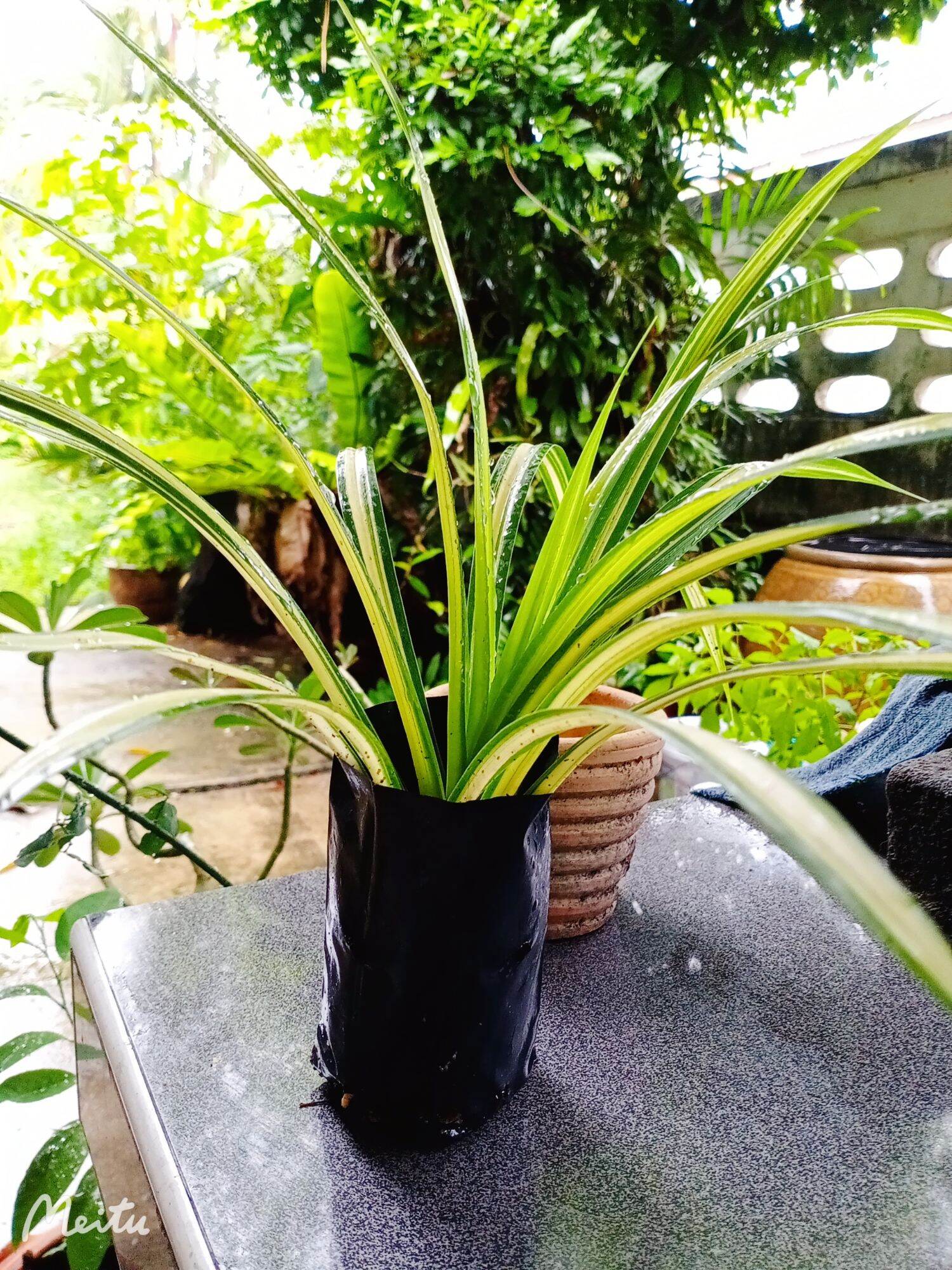 ว่านเศรษฐีเรือนใน ต้นเศรษฐีเรือนใน ไม้มงคล ไม้ประดับ เสริมดวง ค้าขายร่ำรวย - Karabun - ThaiPick