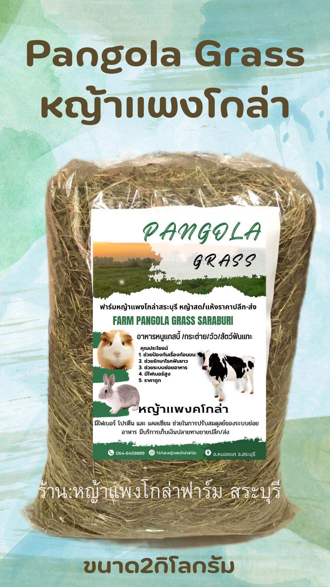 หญ้าแพงโกล่า(Pangola Grass)แห้งตัดสดๆจากฟาร์ม อาหารหนูแกสบี้ แพรี่ด็อก ...
