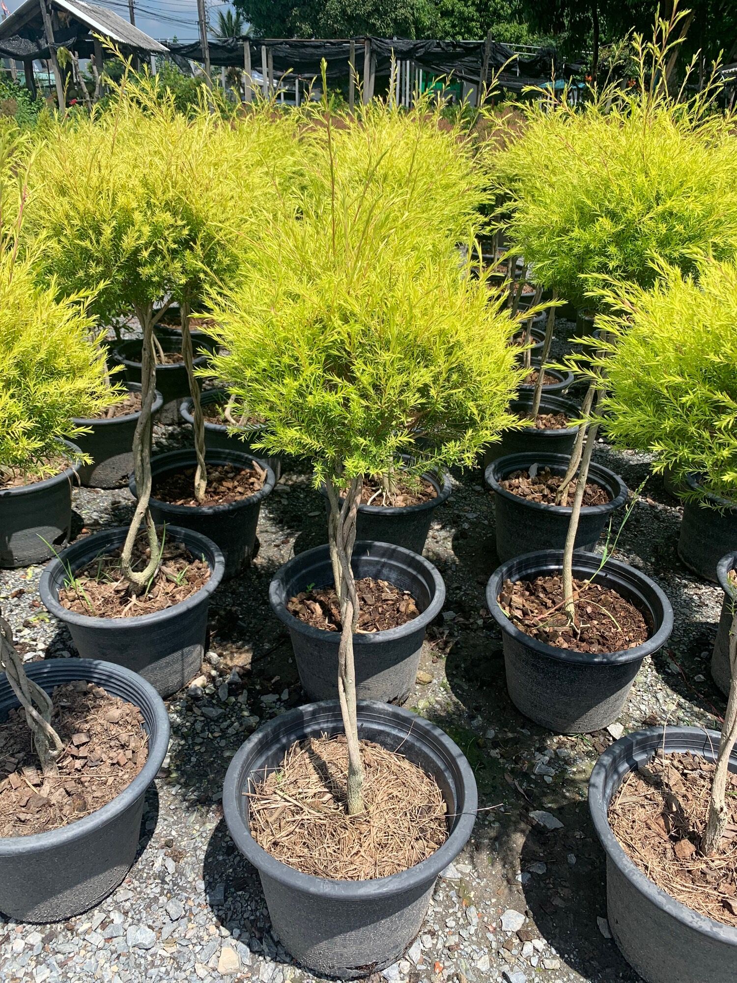 ต้นหลิวทอง หลิวทองนำโชค ไม้พุ่มกลม (Revolution gold) ไม้ดัดพุ่มกลม ต้น ...