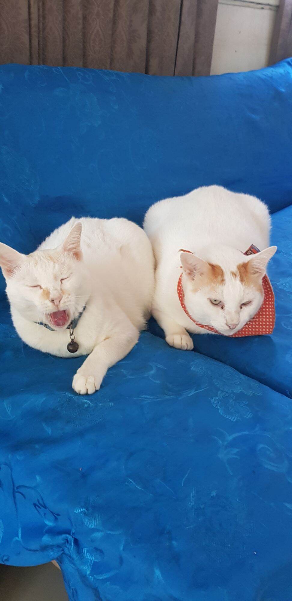 ¥anG¥£ai¥☆SHOP ร้านค้าอย่างเป็นทางทางในประเทศไทย ช้อปสะดวกปลอดภัย ที่ลา ...