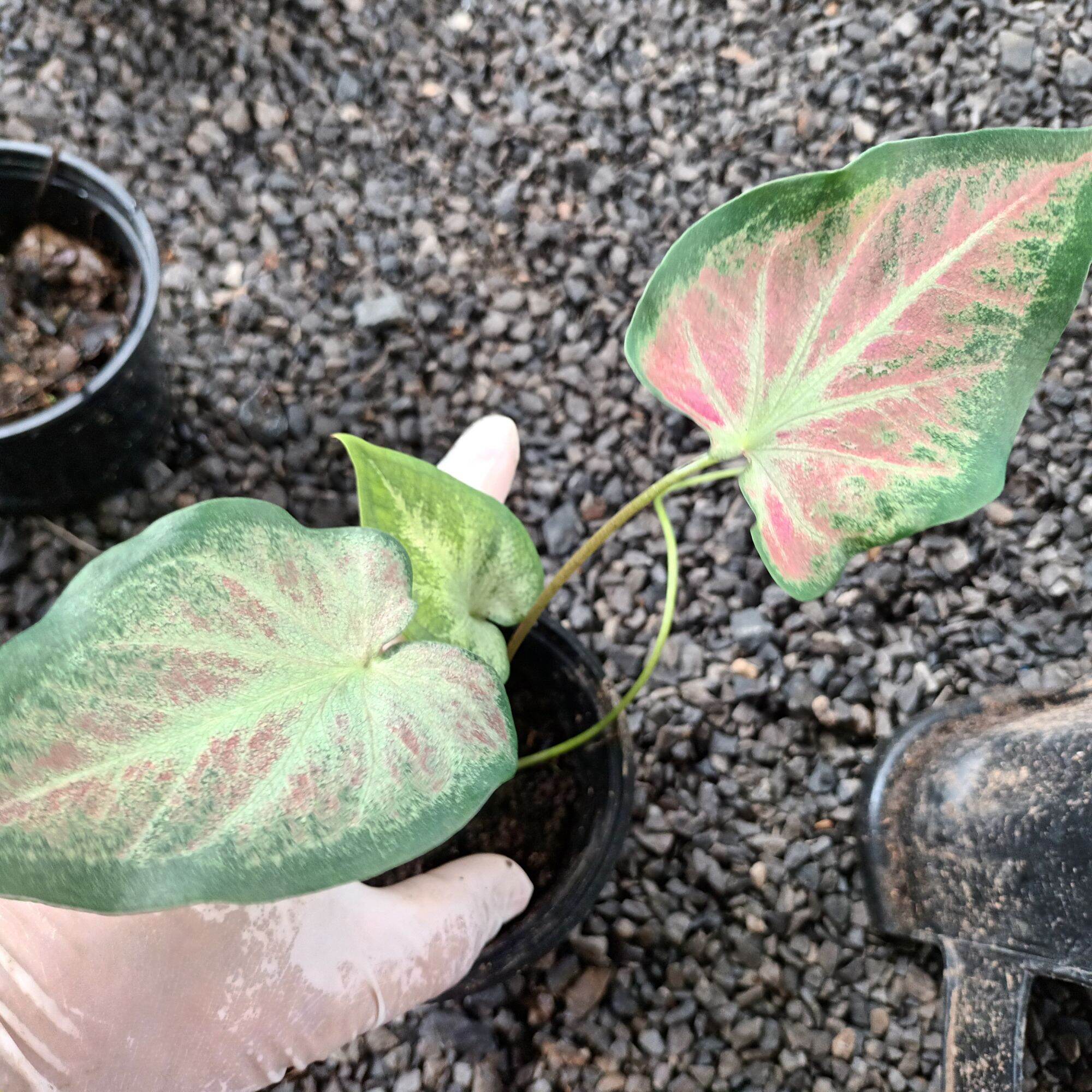 บอนสีหนุมานจองถนนราคาถูก฿59 | Lazada.co.th