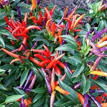 เมล็ดพันธุ์ พริก ไฟร์เวิร์ค พริกประดับ ( Fireworks Pepper Seed ) บรรจุ ...
