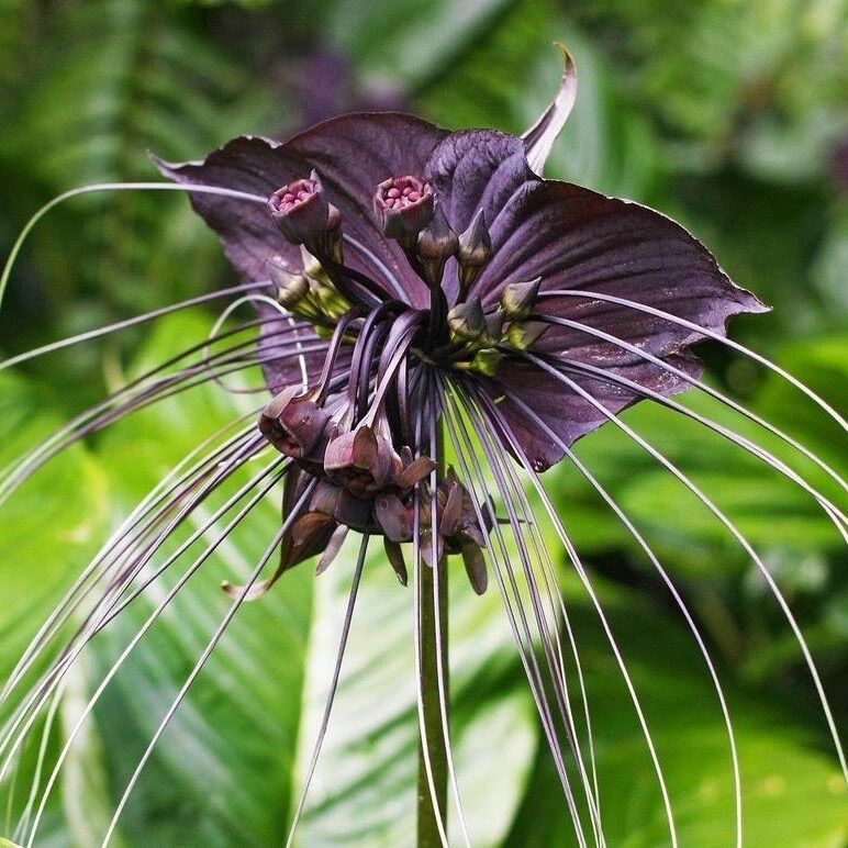 Tacca Chantrieri หรือ ว่านค้างคาวดำ ไม้ดอกสะสม ลักษณะดอกที่เด่น ชัด และ ...