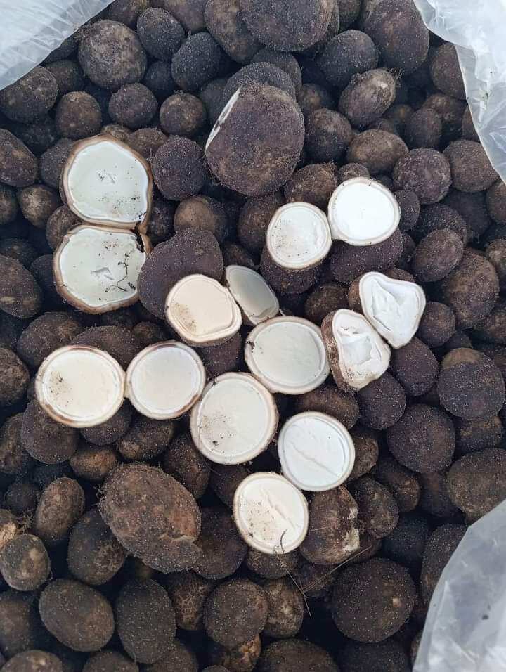 เชื้อเห็ดเผาะหนังแบบดอกแก่พ่อแม่พันธ์สดๆใหม่ๆ พึ่งลงจากภูพาน100กรัม ...