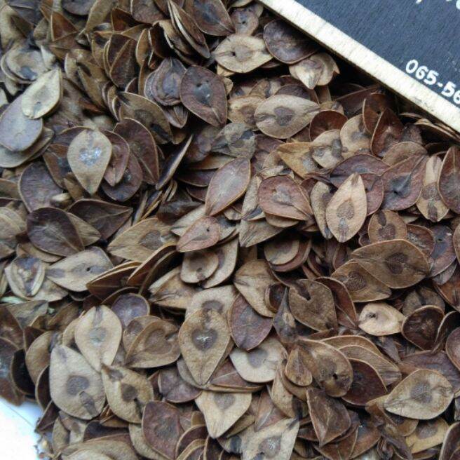 เมล็ดไก่ฟ้าพญาลอ 100 เมล็ด - Mini Plant by niim - ThaiPick