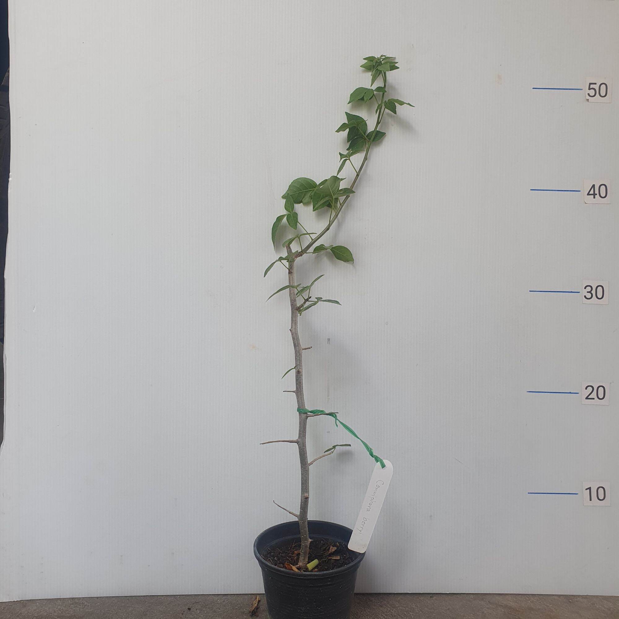 ต้น Commiphora berryi สรรพคุณทางยาเยอะ | Lazada.co.th