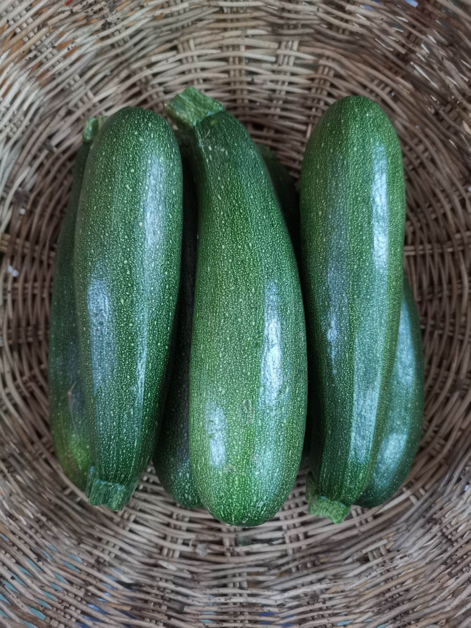 ซูกินี บวบฝรั่ง zucchini 1kg | Lazada.co.th
