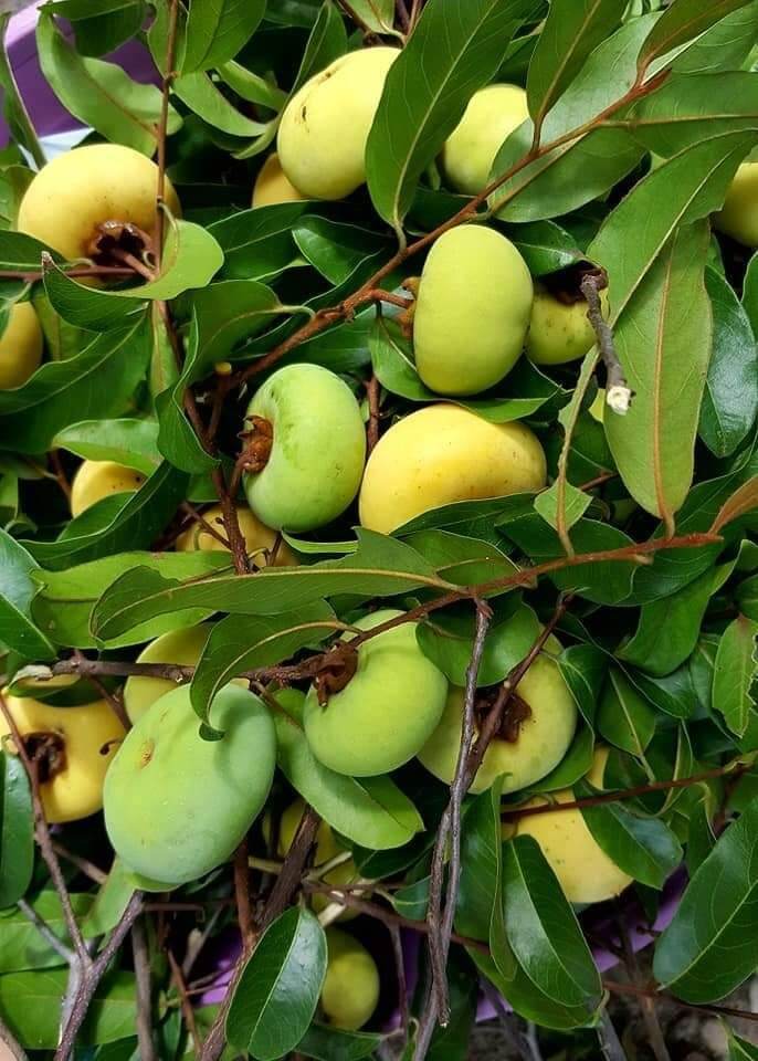 ต้นอิน-จัน กลิ่นหอมหวาน ต้นพร้อมปลูก - red_tree - ThaiPick