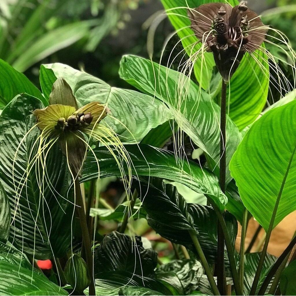 Tacca Chantrieri หรือ ว่านค้างคาวดำ ไม้ดอกสะสม ลักษณะดอกที่เด่น ชัด และ ...