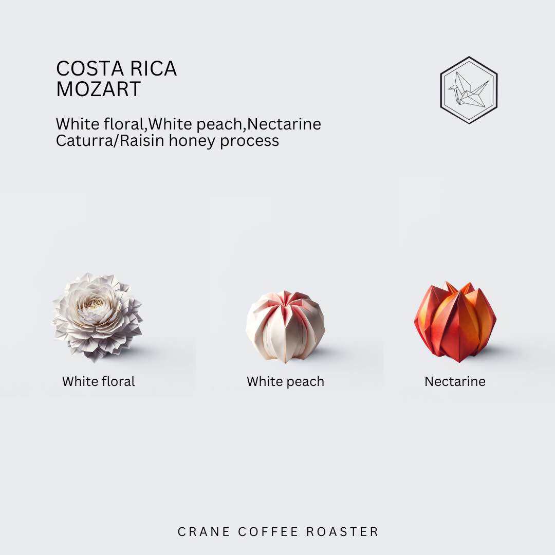 Costa Rica CANET MOZART Raisin honey process | Lazada.co.th