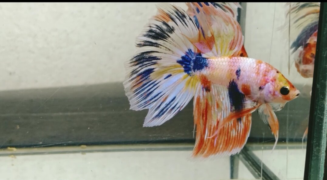 HMct Multicolor - ปลากัดสวยงามคัดเกรด - ThaiPick