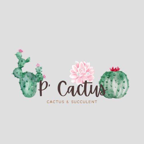 Shop online with Cactus_Shop now! Visit Cactus_Shop on Lazada.