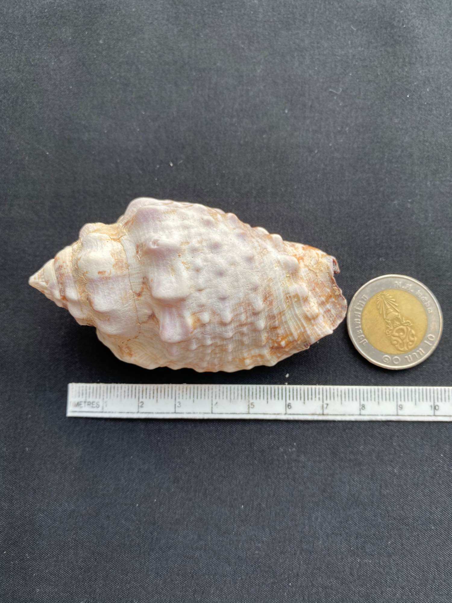 Dragon head conch shell หอยสังข์หัวมังกร | Lazada.co.th