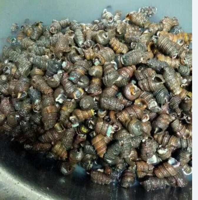 Dried Periwinkles sea shell 100g | Lazada.co.th