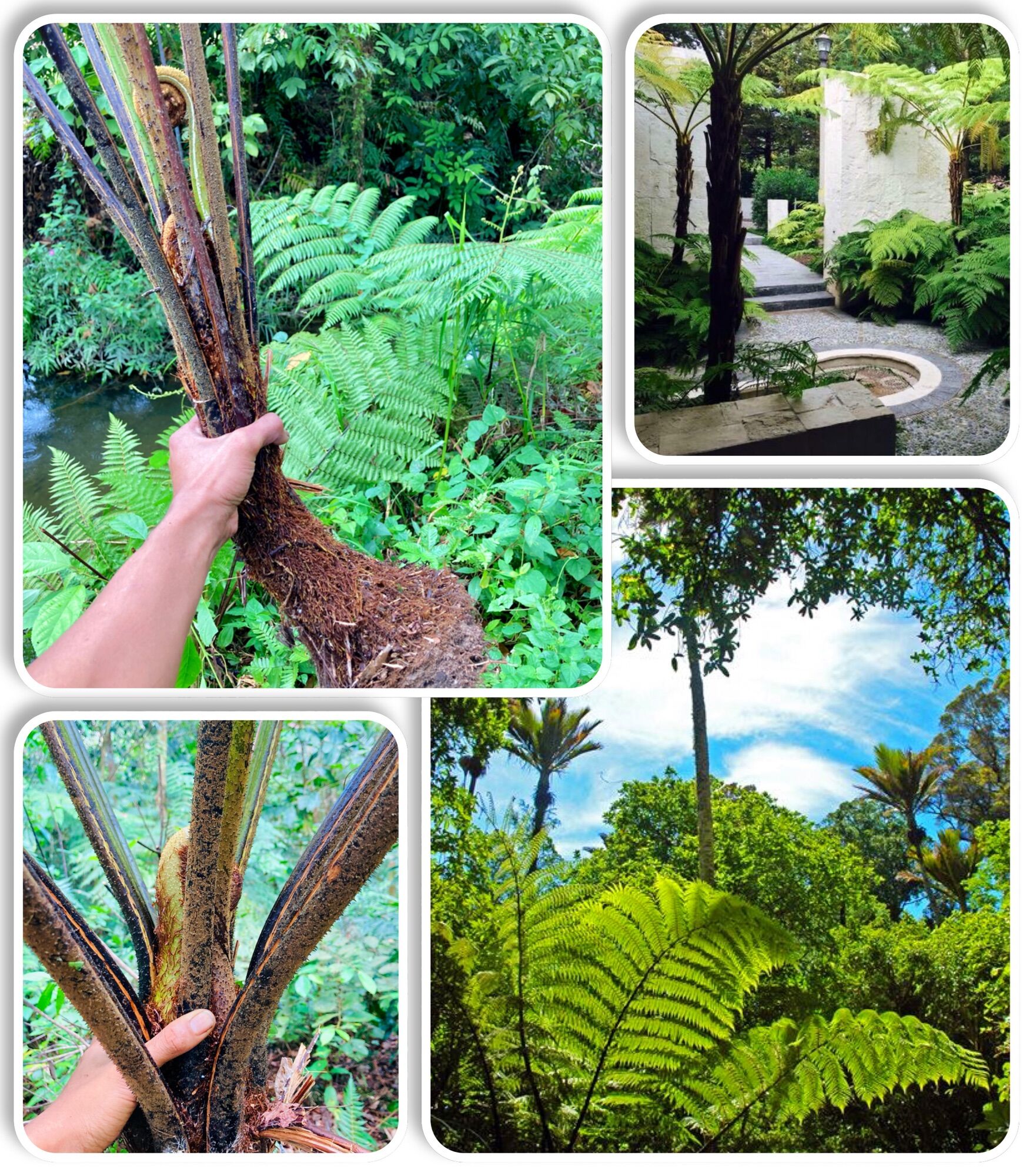 Tree’ferns/ต้นเฟิน มหาสดำ (ขนาดไม่เกิน50ซม) ต้นละ 180 บาท