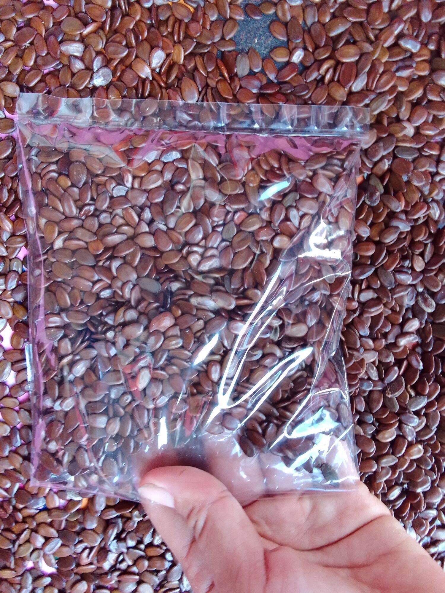 เมล็ดพันธุ์กระถินยักย์ น้ำหนัก 100 กรัม | Lazada.co.th