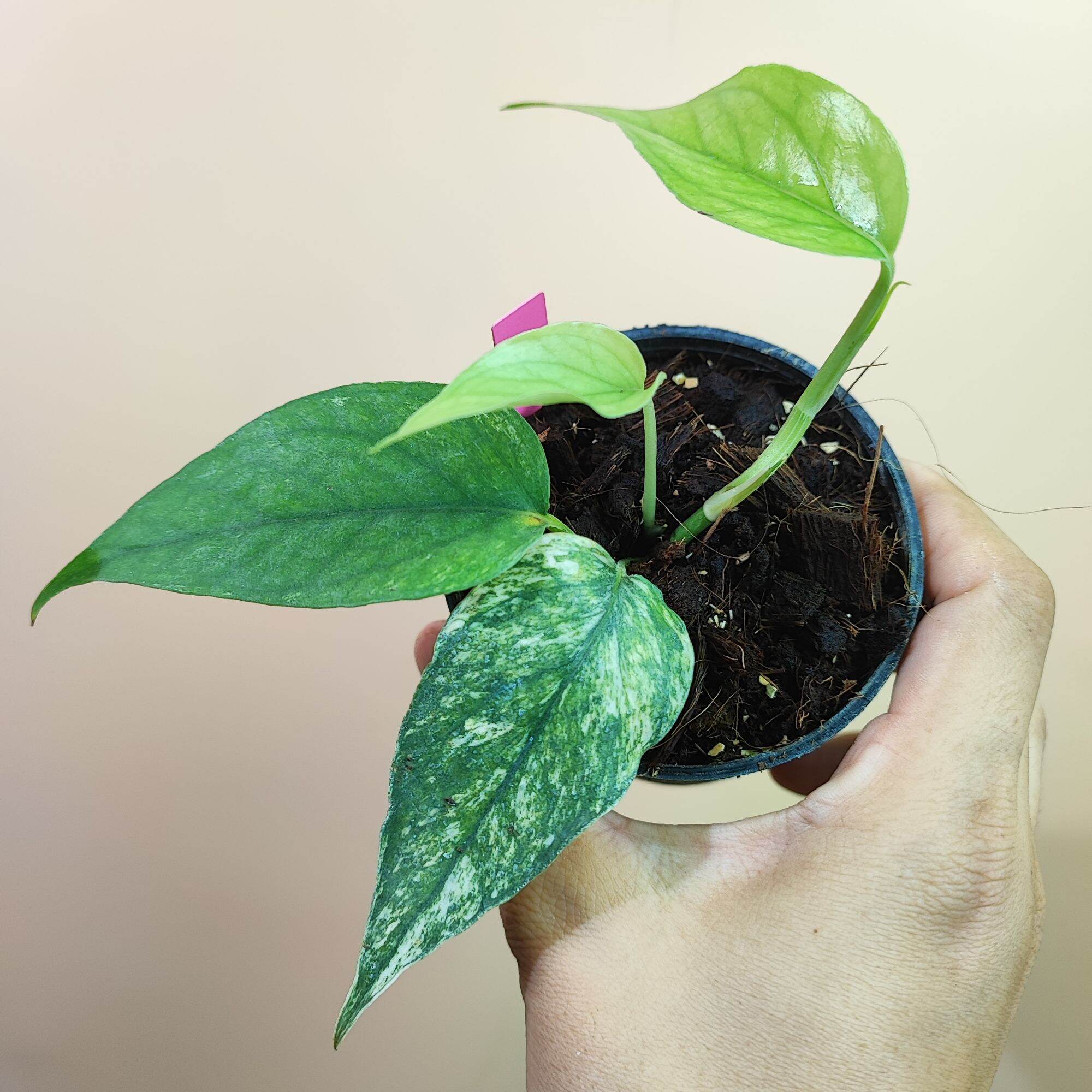 Epipremnum cebu blue variegated เซบู บลู ด่างไม้นำเข้าฟิลิปปินส์ เซบู ...