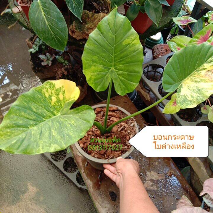 หูช้าง ใบด่างเหลือง หูช้างด่างเหลือง บอนใบด่าง สีเหลือง สวนลุงแท็ค - T.World Plant - ThaiPick