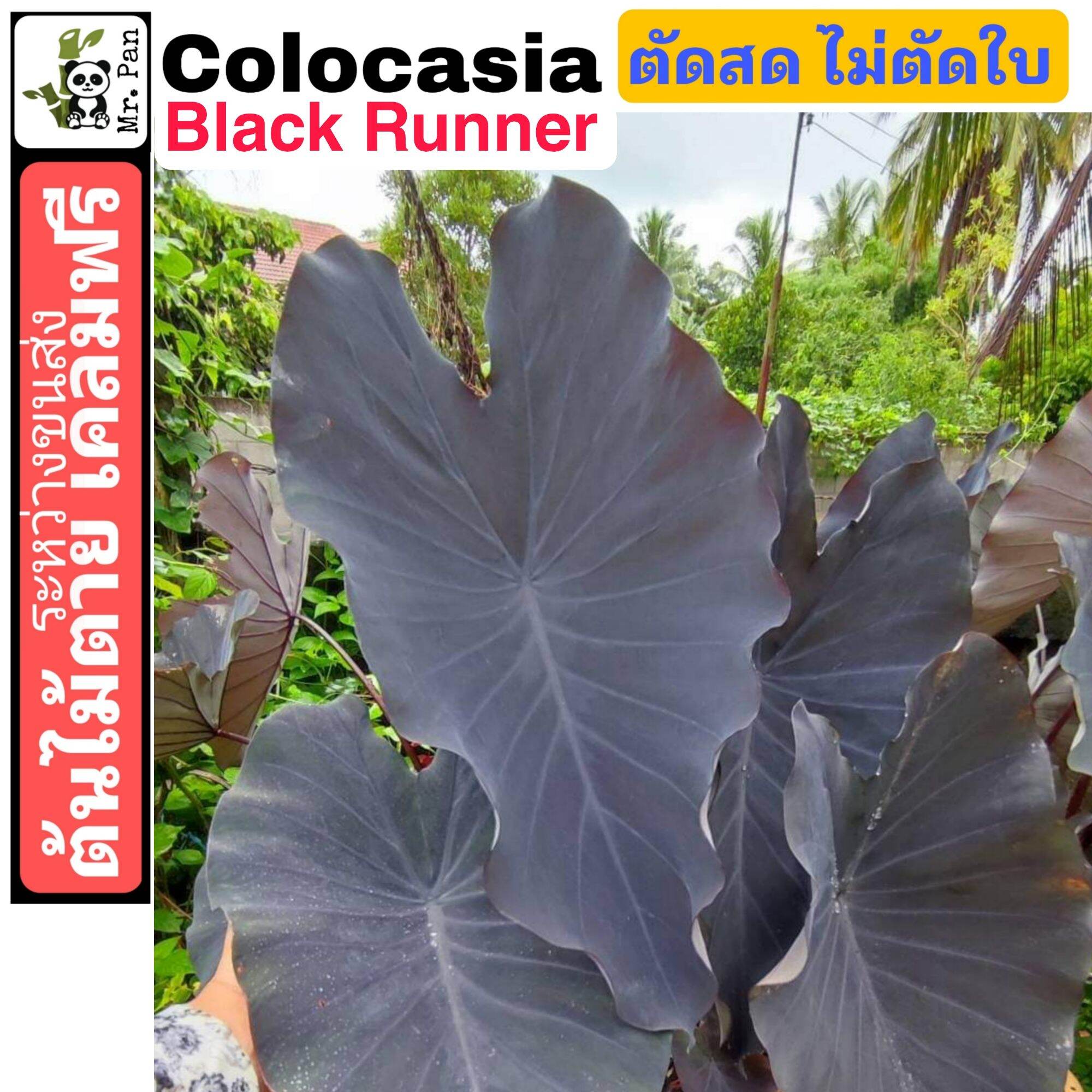 ตัดสดพร้อมใบ Colocasia Black Runner โคโลคาเซีย เเบล็ครันเนอร์ | Lazada ...