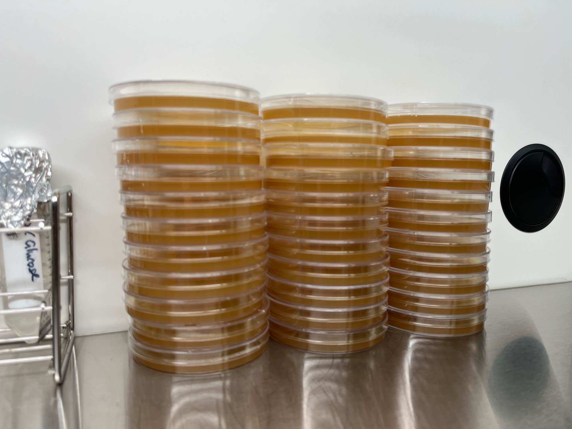 วุ้นอาหาร Malt extract agar (MEA) เพาะเลี้ยงเห็ด รา mold and yeast ...