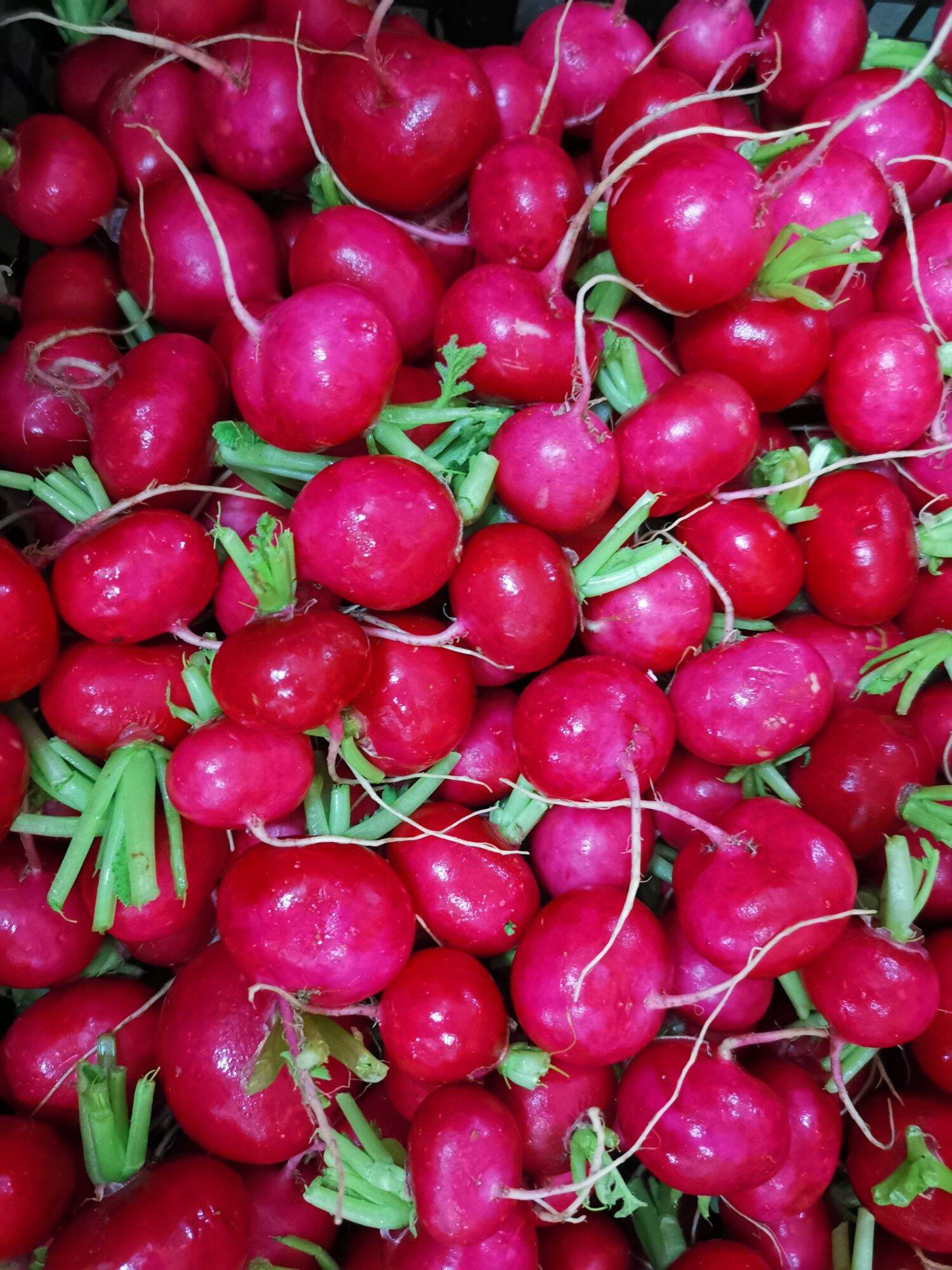 สดใหม่จากฟาร์มทุกวัน Red radish เรดแรดิช ยกกล่อง 10kg ราคา ถูก / ส่ง ...