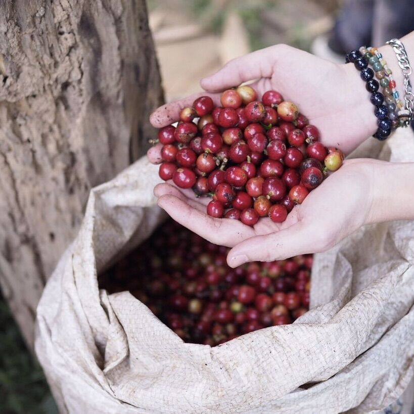 YEAH COFFEE เมล็ดกาแฟ คั่วอ่อน ฮอนดูรัส (Coffee bean - Honduras - Finca ...