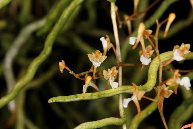 พญาไร้ใบมาดากัสการ์ (Microcoelia cornuta) กล้วยไม้ไร้ใบหายาก ขนาดจัดส่ง ...