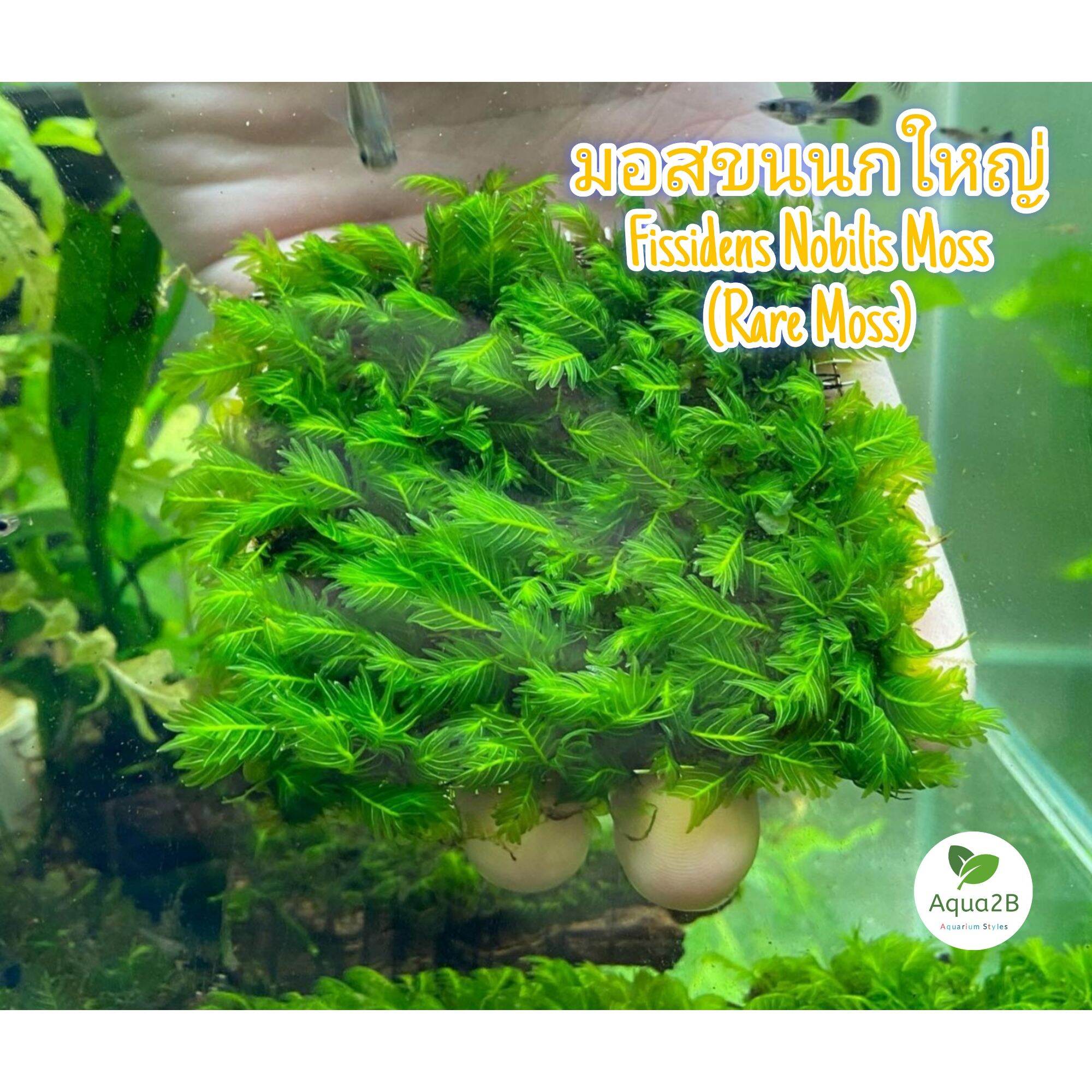 Spiky Moss , Flame Moss , Fissiden Moss , Java Moss , Mini Pearl Moss ...