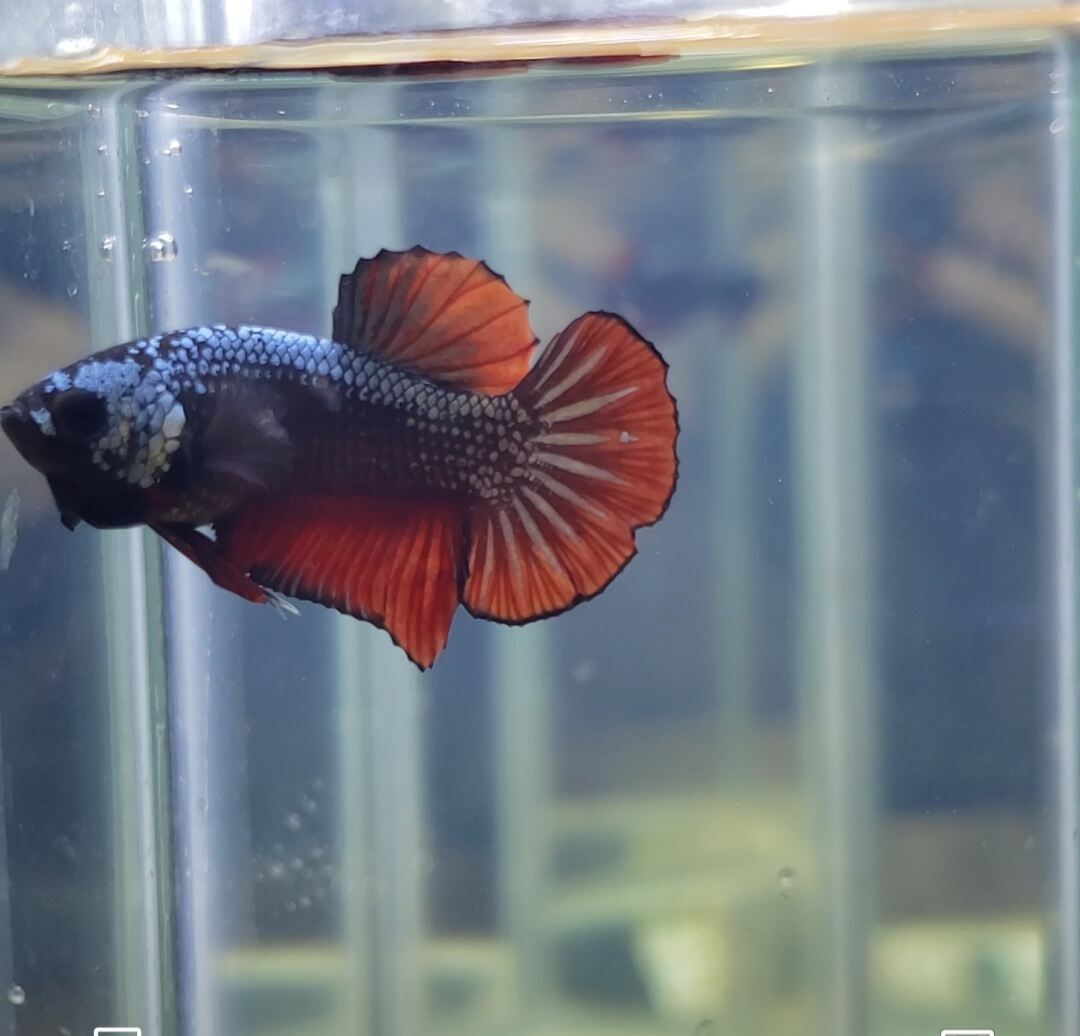 ‼️ โปรถูกสุด ๆ ปลากัดเรดคอปเปอร์ เพศผู้ อายุ 4 เดือน S - oni_fish_farm ...