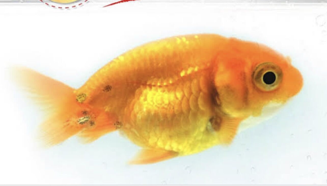 Dipterex Fish ดิพเทอเร็กซ์ ฟิช ตัวยาบริสุทธิ์ 1000 % ไม่ใส่สารเพิ่ม ...