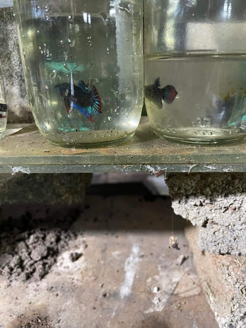 ลูกเชื้อ 2530 ซอก ไว ทน เกรดAAAรับประกัน - BETTA_GW04 - ThaiPick