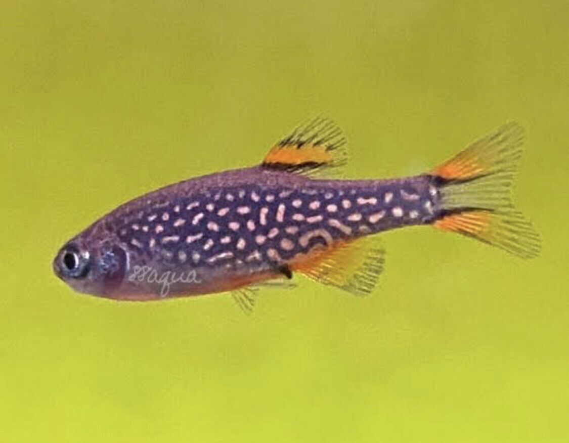 galaxy Rasbora ปลาซิวกาแล็กซี จุดเด่น บริเวณลำตัวมีจุดๆเหมือนกาแล็คซี ...