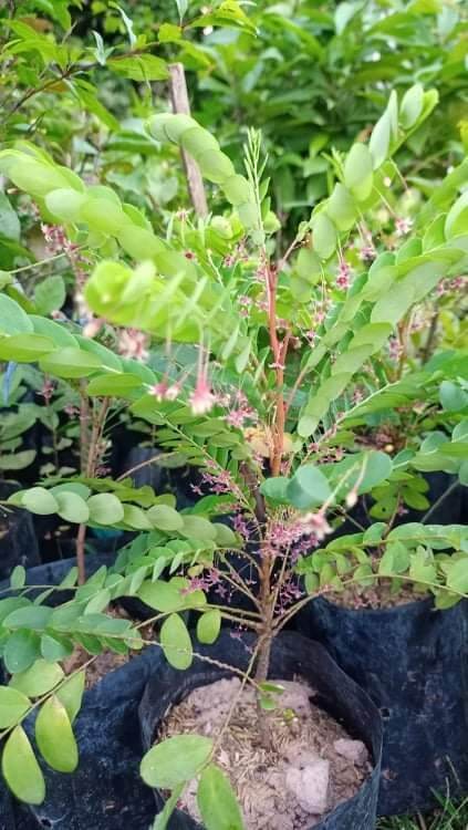 ต้นว่านธรณีสารต้นธรณีสาร ไม้มงคล สมุนไพร - red_tree - ThaiPick