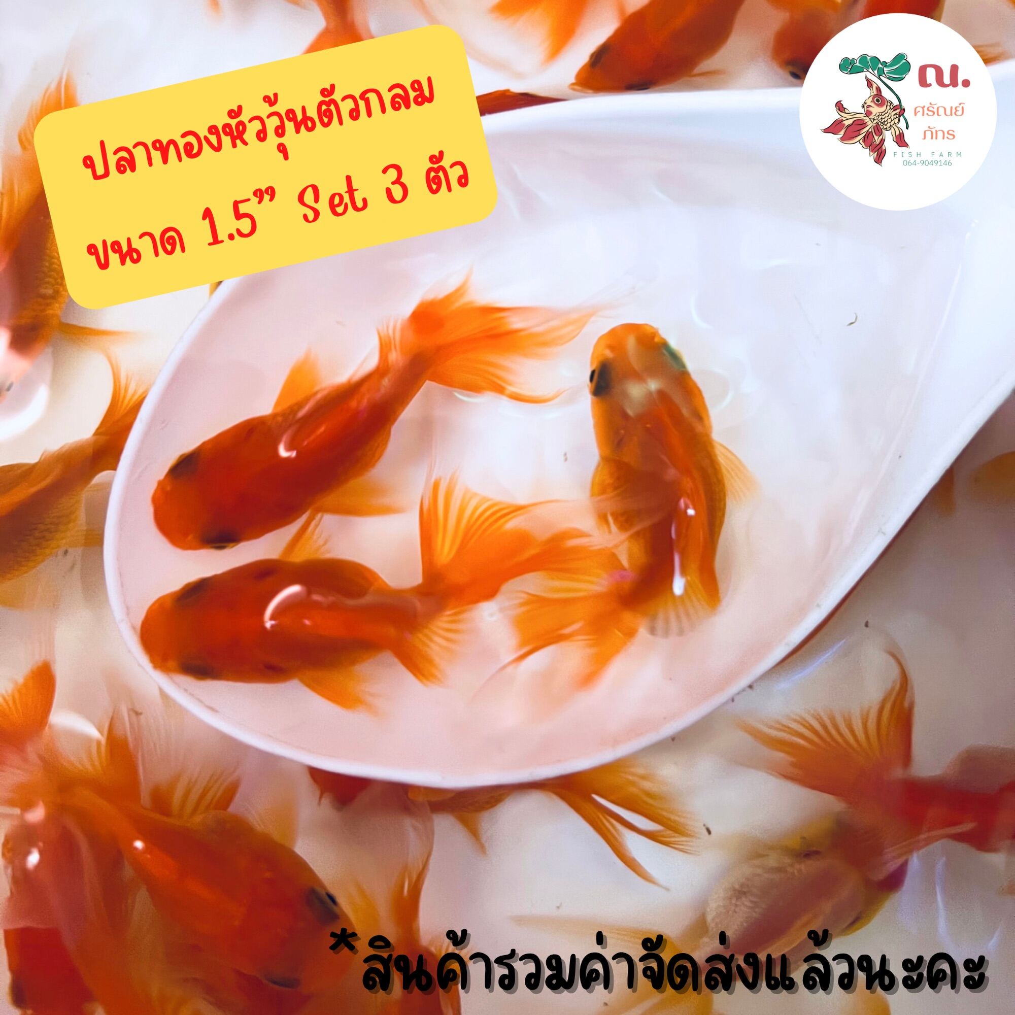 ปลาทองฮอลันดาหัววุ้น ตัวเล็กน่ารัก ตัวกลมม ไซส์ 1.5” Set 3 ตัว *สินค้า ...